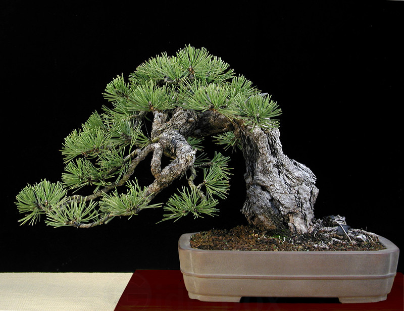 Bonsai Ponderosa Pine - indoorbonsai